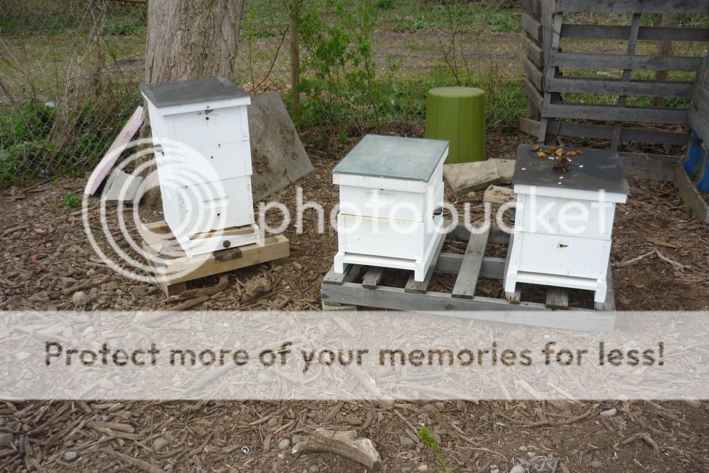 How well developed is your cheap lazy bone? | Beesource Beekeeping Forums